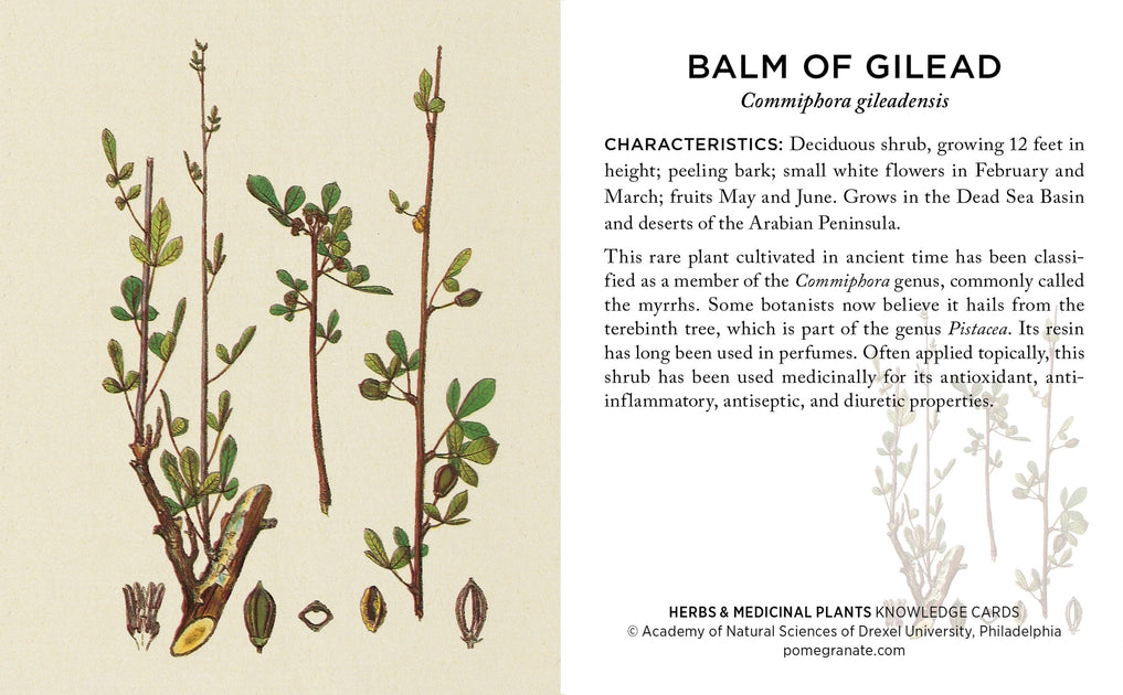 Pomegranate Knowledge Cards: Herbs & Medicinal Plants – ESSE Purse ...