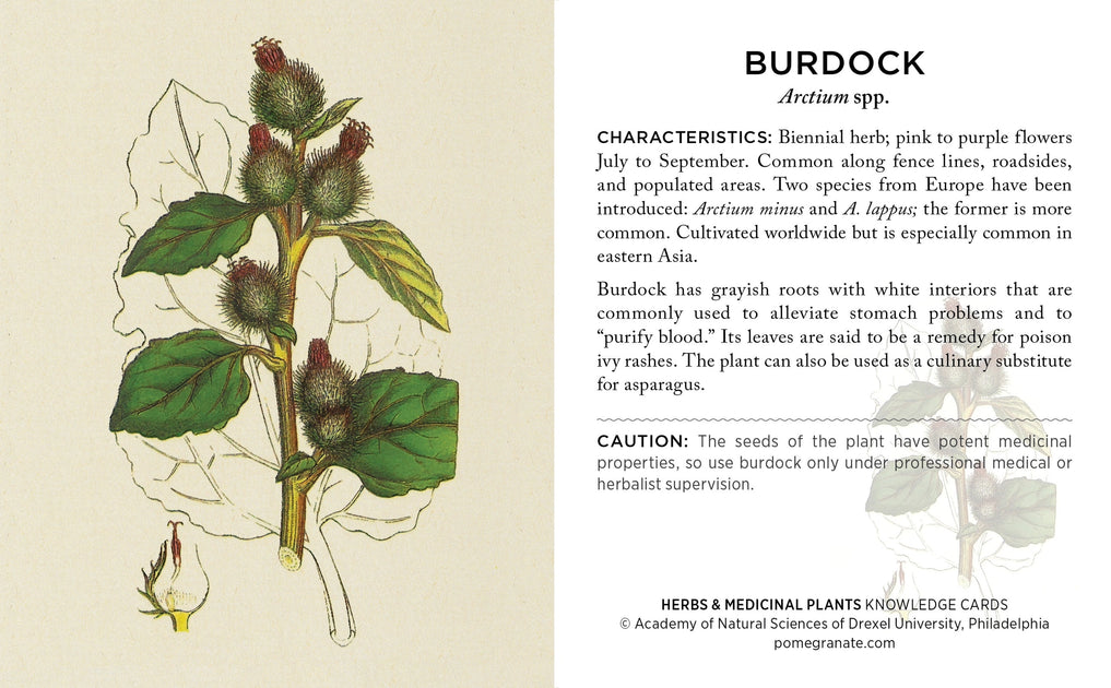 Pomegranate Knowledge Cards: Herbs & Medicinal Plants – ESSE Purse ...